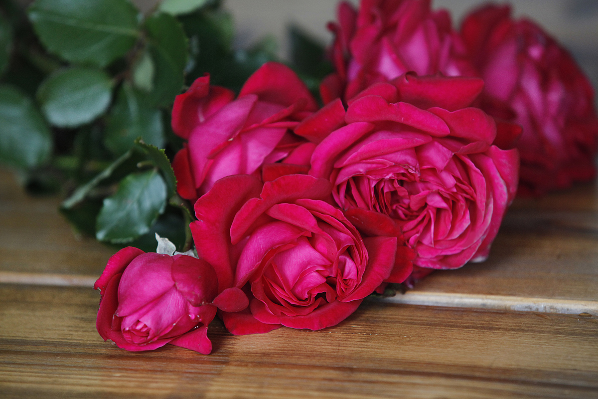 Rose any one? – DELONIX DESIGNS